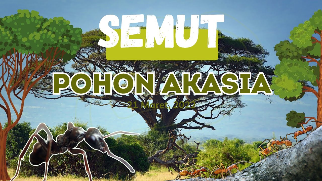 SEMUT POHON AKASIA: SEMUT YANG HIDUP BERSIMBIOSIS DENGAN TUMBUHAN - YouTube