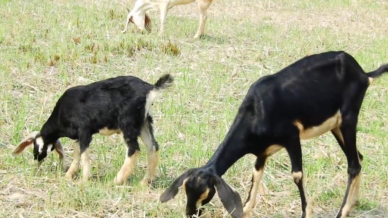 Big Boss Goat Ask Successful Today - Happy Goat Videos Compilation 2018 ...