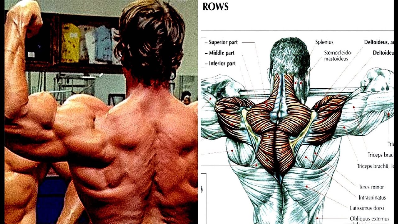 TRAIN BACK MUSCLE AT HOME - YouTube