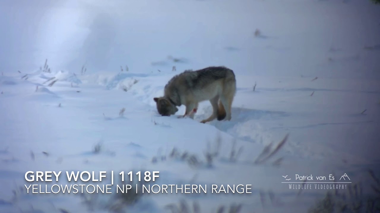 1118F | Old Mollie’s Pack Member | Grey Wolf | Wolf - YouTube