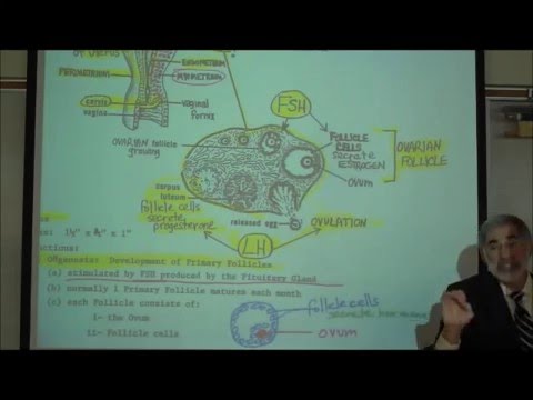 ANATOMY; FEMALE REPRODUCTIVE SYSTEM by Professor Fink