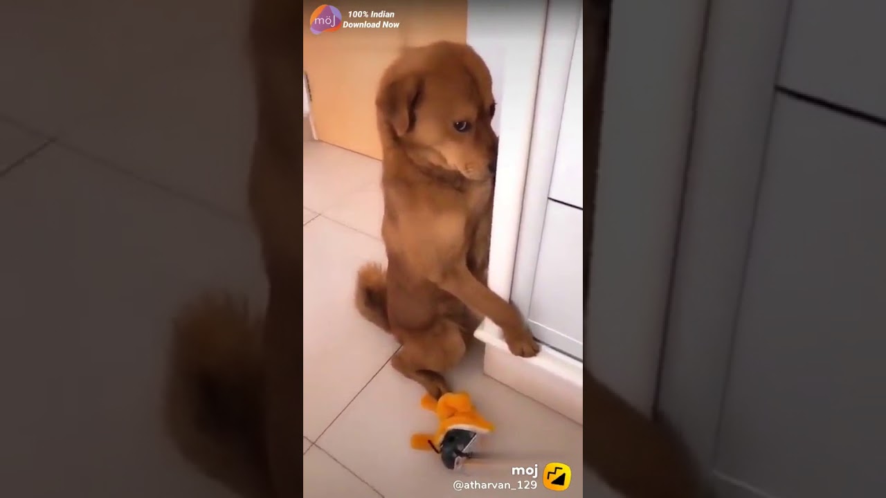 Dog comedy version5.0😁😁 - YouTube