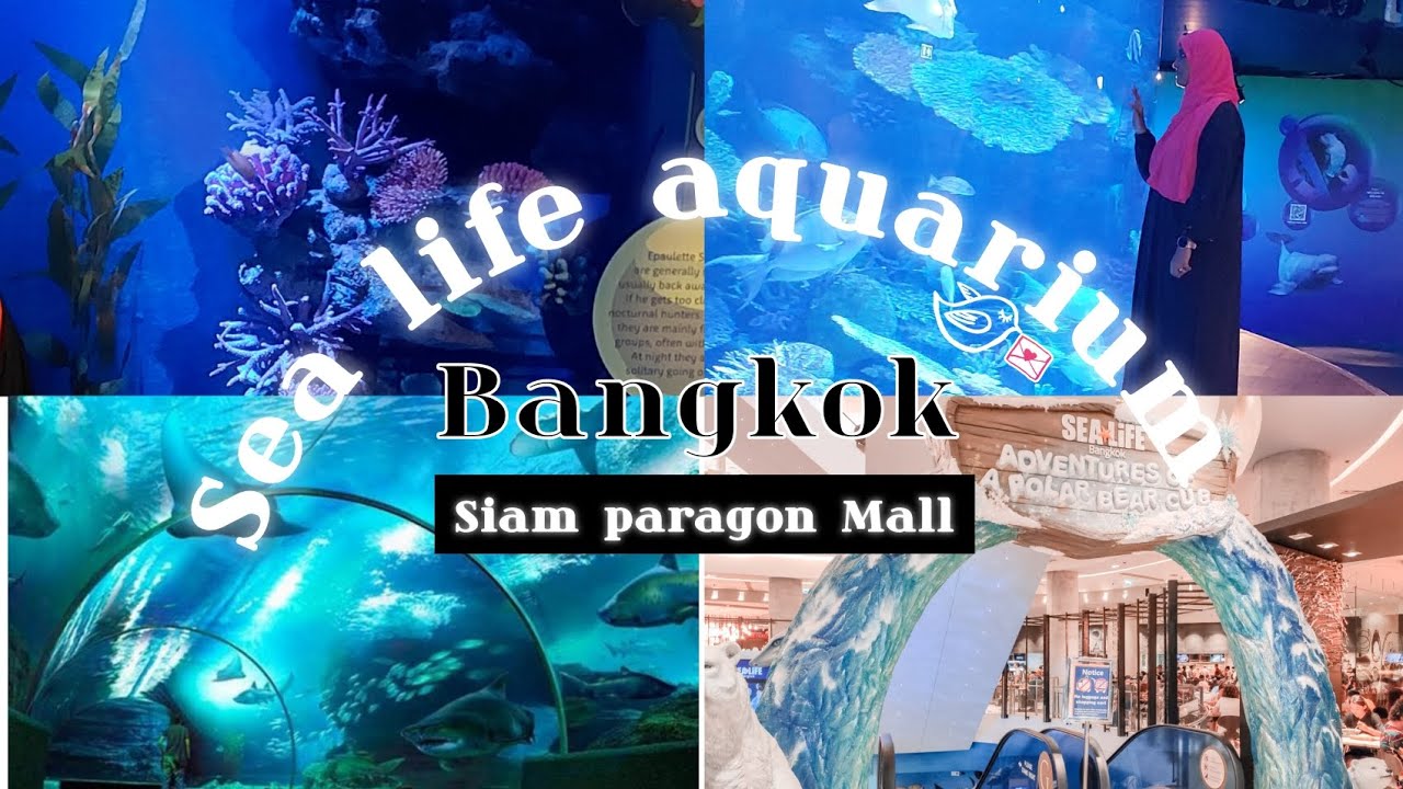 SEA LIFE Adventure of bangkok🌊| Ocean world | Siam Paragon Mall | Siam ...