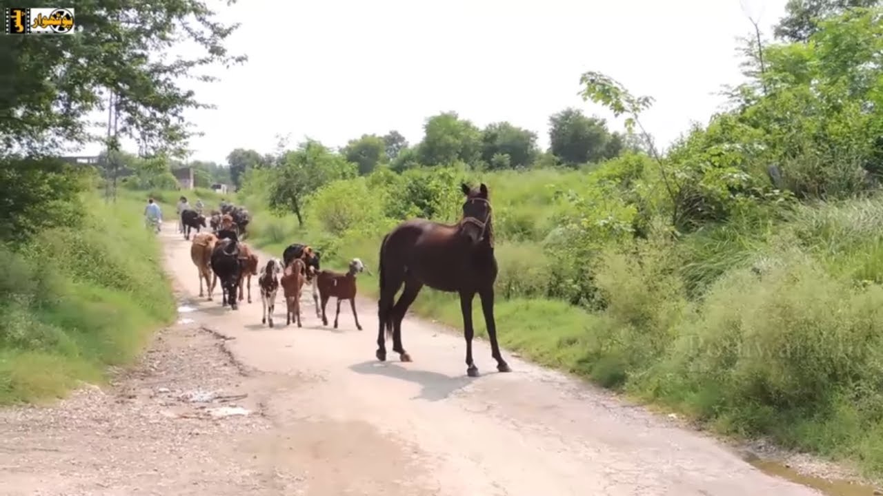 Swabi Pakistan | Village Life | The Land of Natural Beauty | Khyber ...