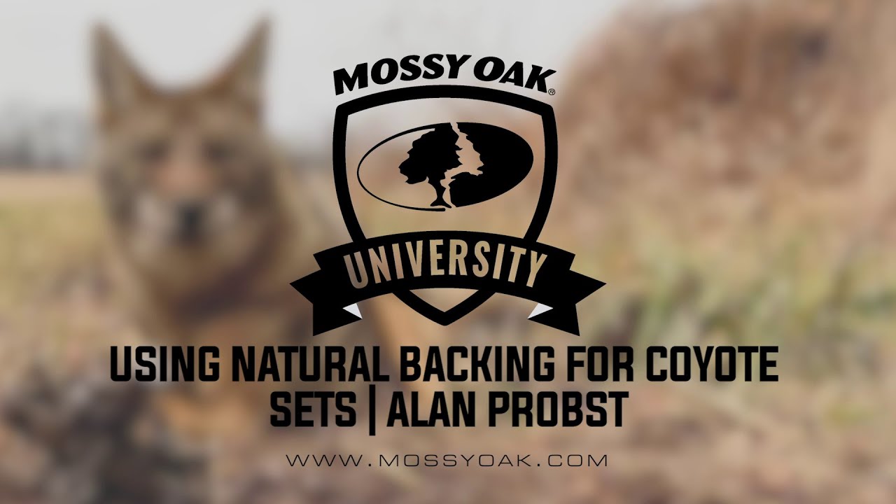 Using Natural Backing for Coyote Sets with Alan Probst - YouTube