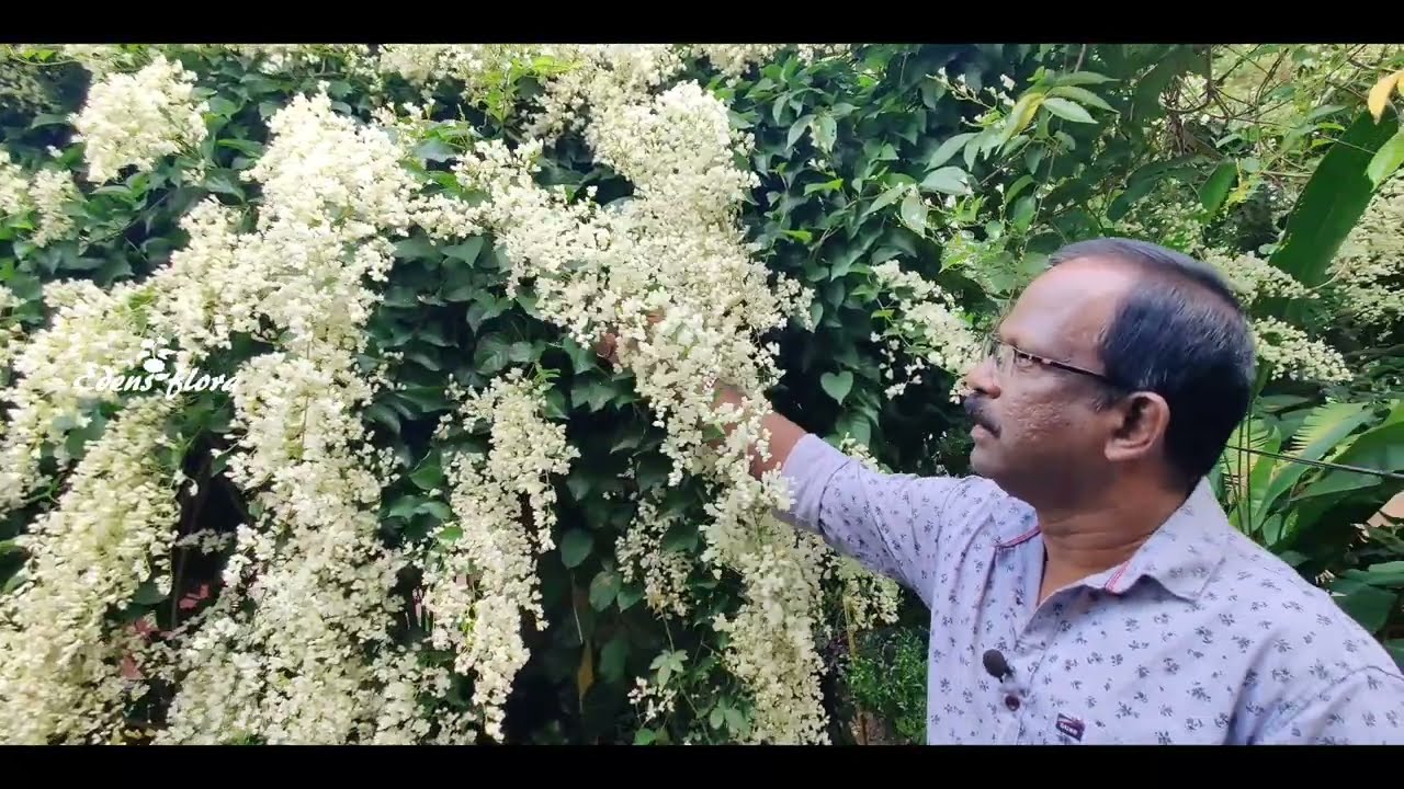 ഇലകൾ കാണാതെ പൂവിടും || manimulla ||flowering creeper plant - YouTube