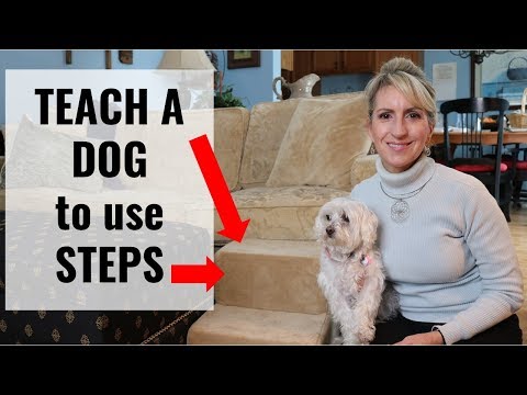 Dog Stairs for Older Dogs - & Train the Dog to Use It