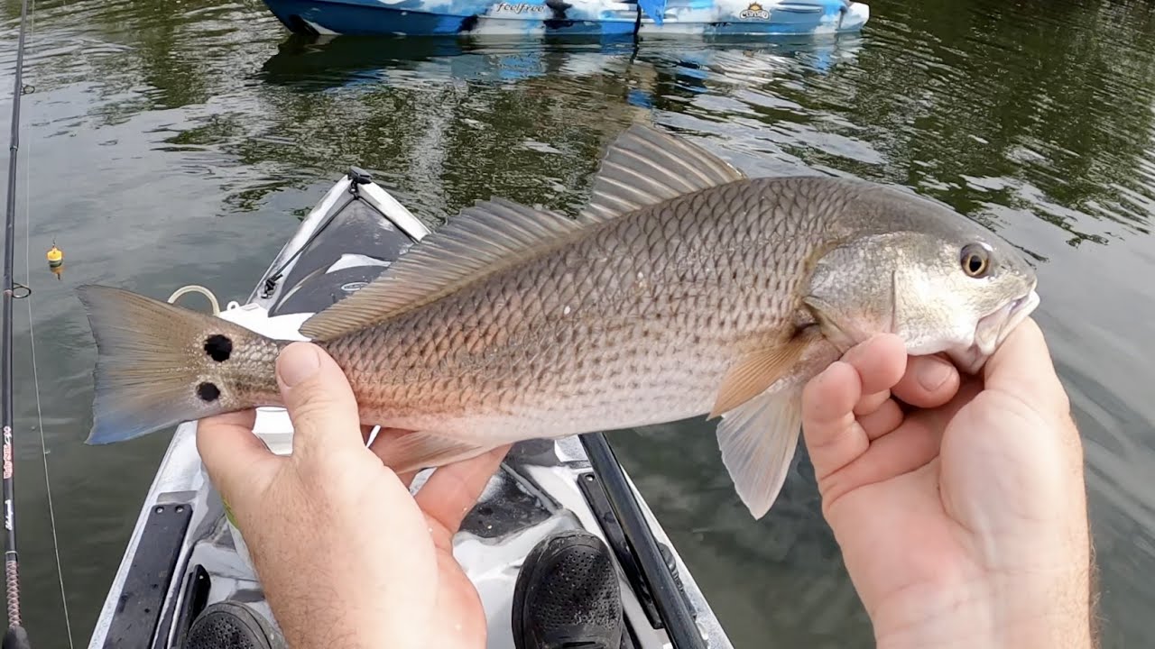How-To Catch Redfish in Tampa Bay + Mavic Mini Flies Above Fish - YouTube