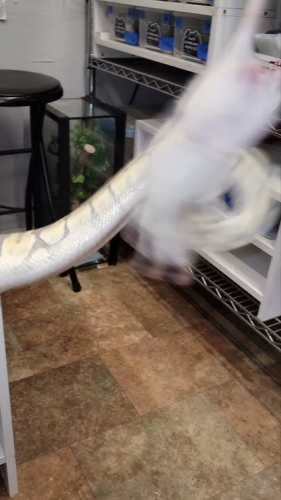 Fancy Python comes out of Tub for Rat #naturalinstincts #feeding # ...