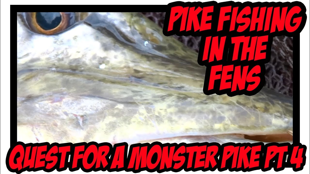 Pike fishing in the Fens - Quest for a monster pike pt 4 - YouTube