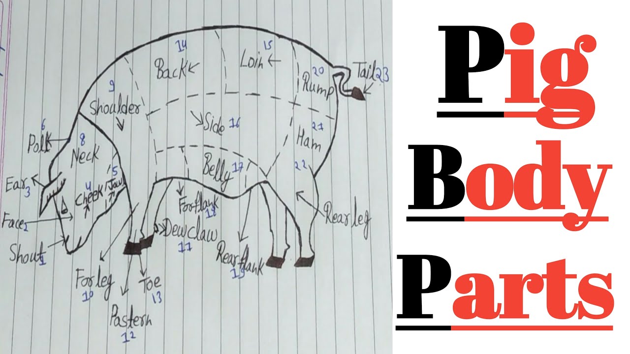 Pig Body Parts - Pig Video🐷🐷 #pawrihorahihai - YouTube