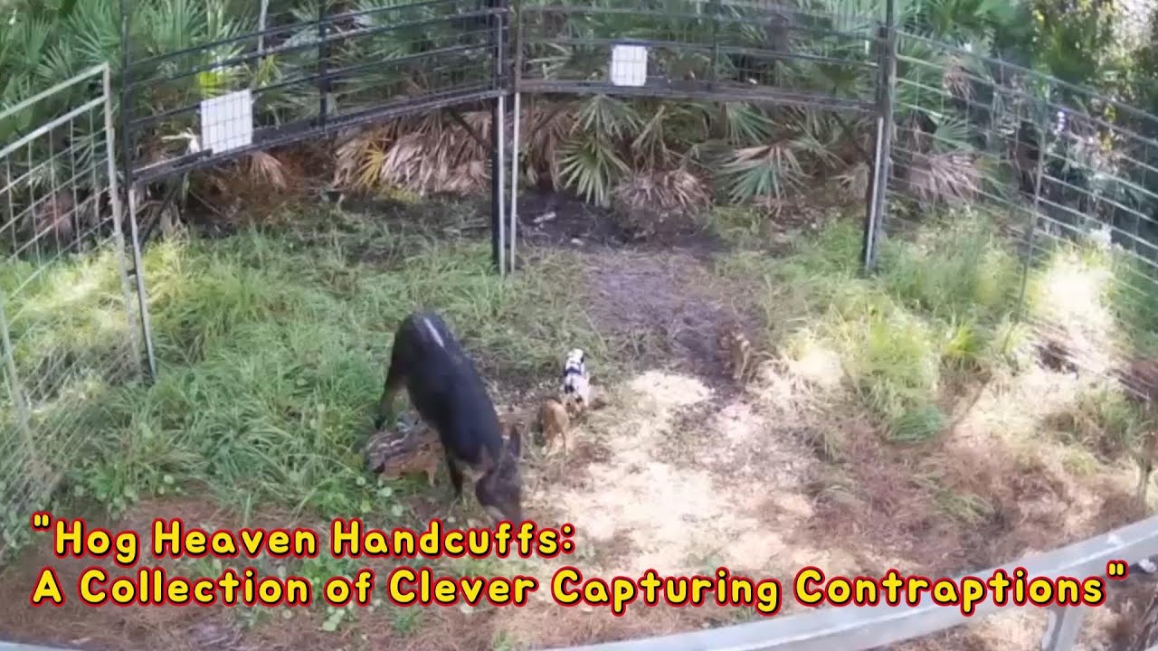 "Hog Heaven Handcuffs: A Collection of Clever Capturing Contraptions ...