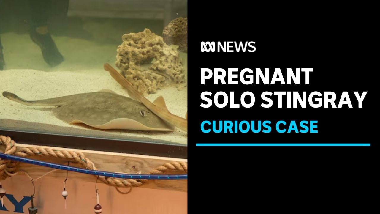 How did a female stingray become pregnant without a male mate? | ABC ...
