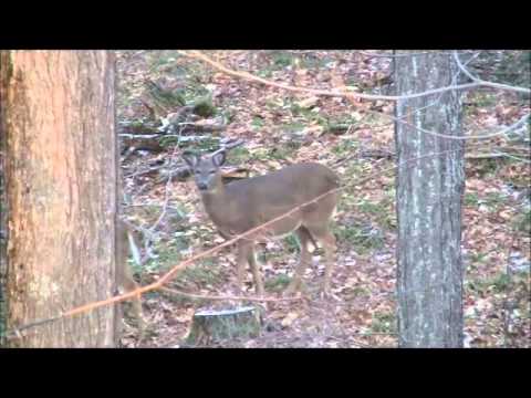 44 Magnum Deer Hunting Video 2014 - YouTube