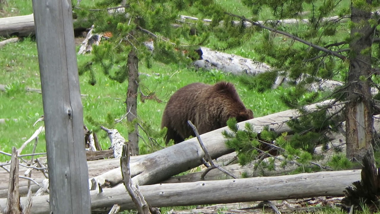 Grizzly bear with 2 cubs at Yellowstone - YouTube