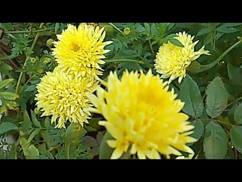 💐Table rose🌹 rose 🌺hibishus 🌻vaada malli💐chinese balsom🌼sevanthi🌻 - YouTube