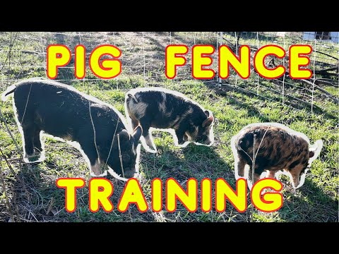 FENCE TRAINING PIGS TO PREMIER ONE ELECTRIC FENCE [PIG] [IDAHO PASTURE ...