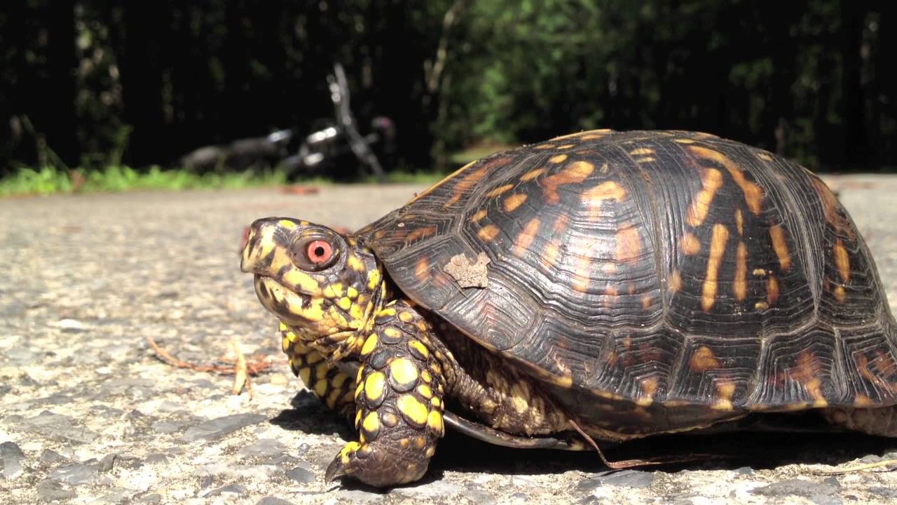 Eastern Male Box Turtle - Silver Comet Trail - HD - YouTube