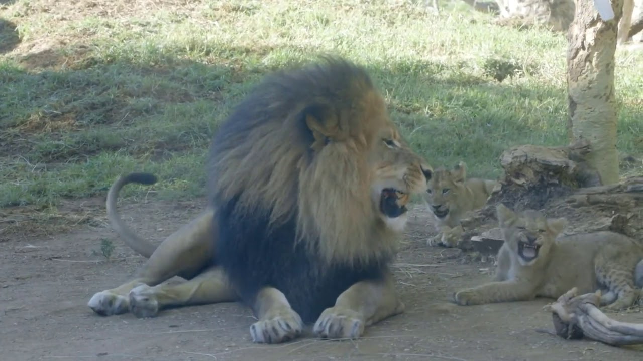 lion cubs meet dad for first time ,and look what happens - YouTube