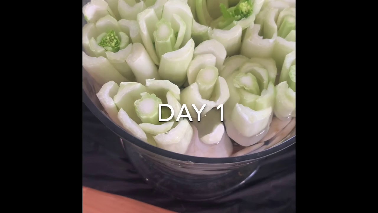 How to grow an organic Pechay - YouTube