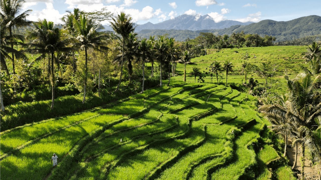 FREE VIDEO BACKGROUND PEMANDANGAN SAWAH DI DESA | DESA SURU, S00K0 ...