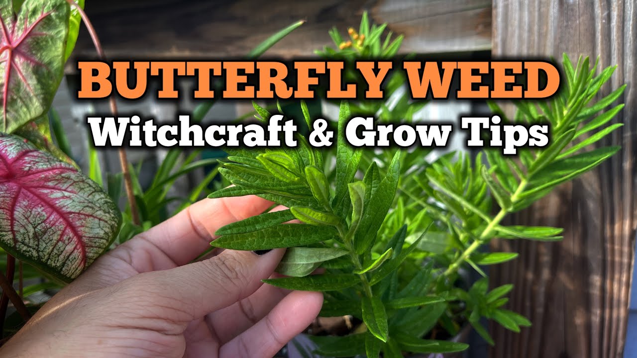 Butterfly Weed | Native Plants | Magickal Uses - YouTube