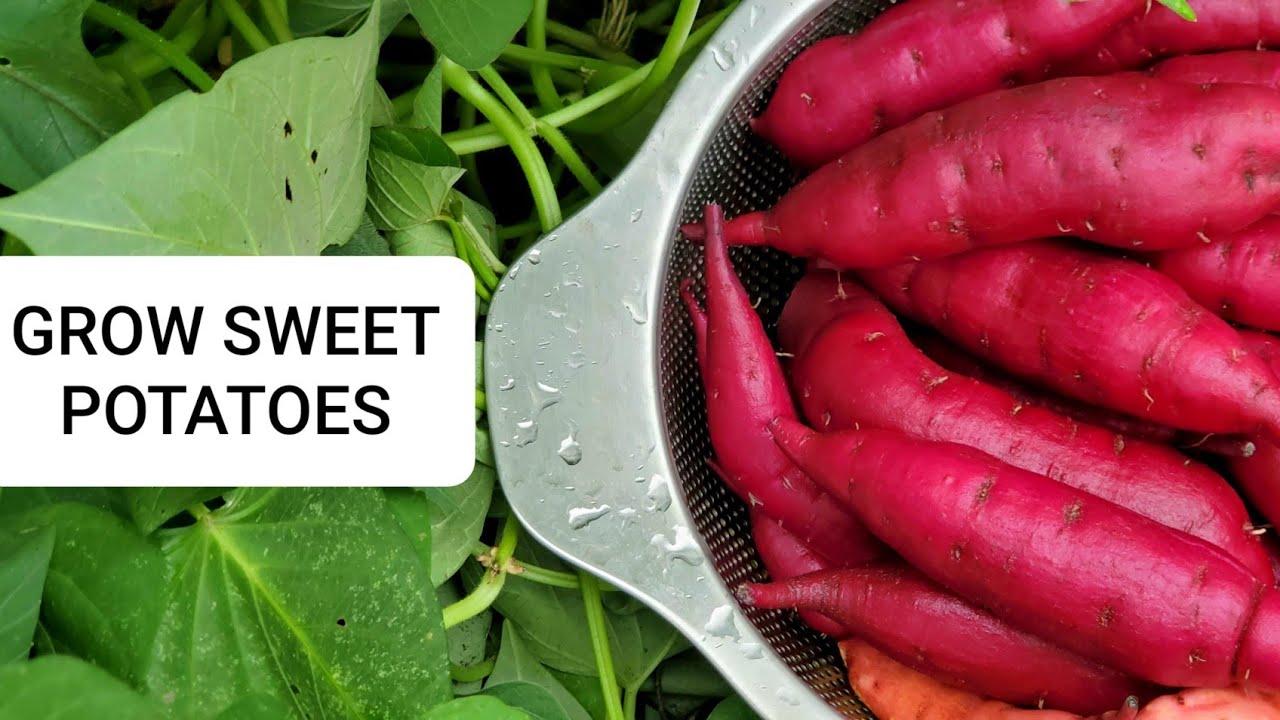 How to grow sweet potatoes from planting to harvest - kamote - YouTube