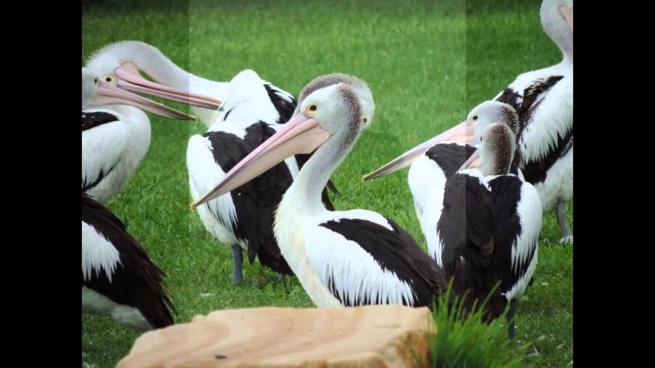 Birds of February 2015 - YouTube