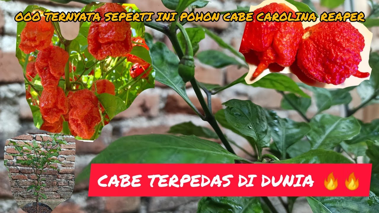 CABE CAROLINA REAPER | cabe terpedas di dunia #tips12 - YouTube