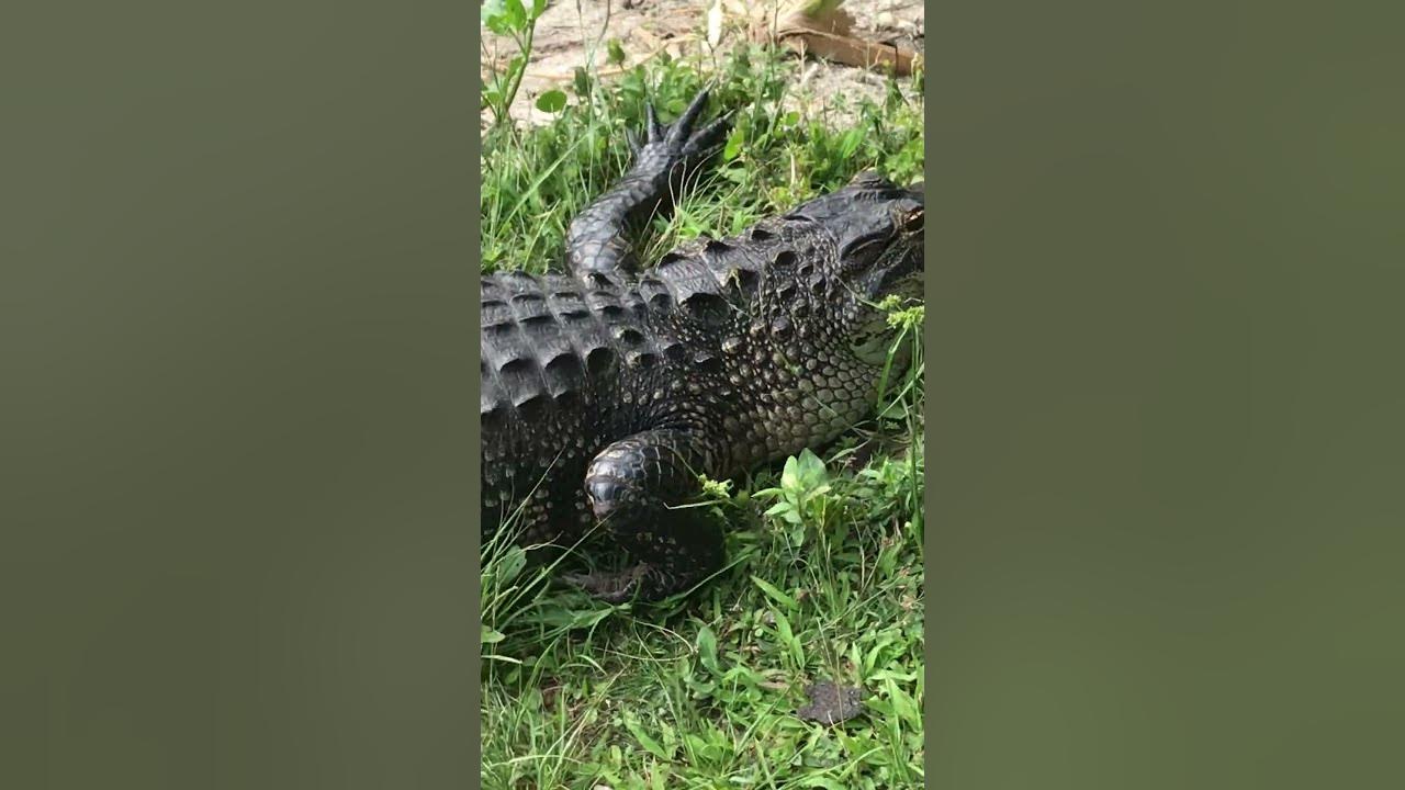 Alligator stroll - YouTube