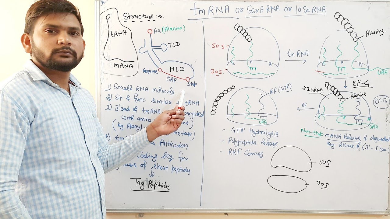 tm(transfer-messenger)RNA||CSIR NET| - YouTube