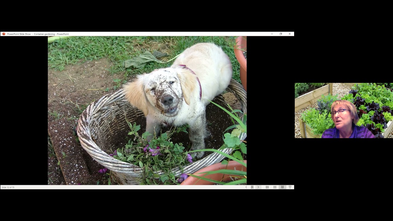 Gardening Series with CSU Extension: Planting Container Flowers - YouTube