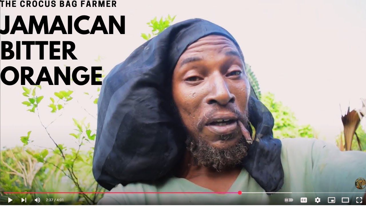 Citrus Farm | Orange Plant | Fruit trees | Orchard | Rasta Man | Bitter ...