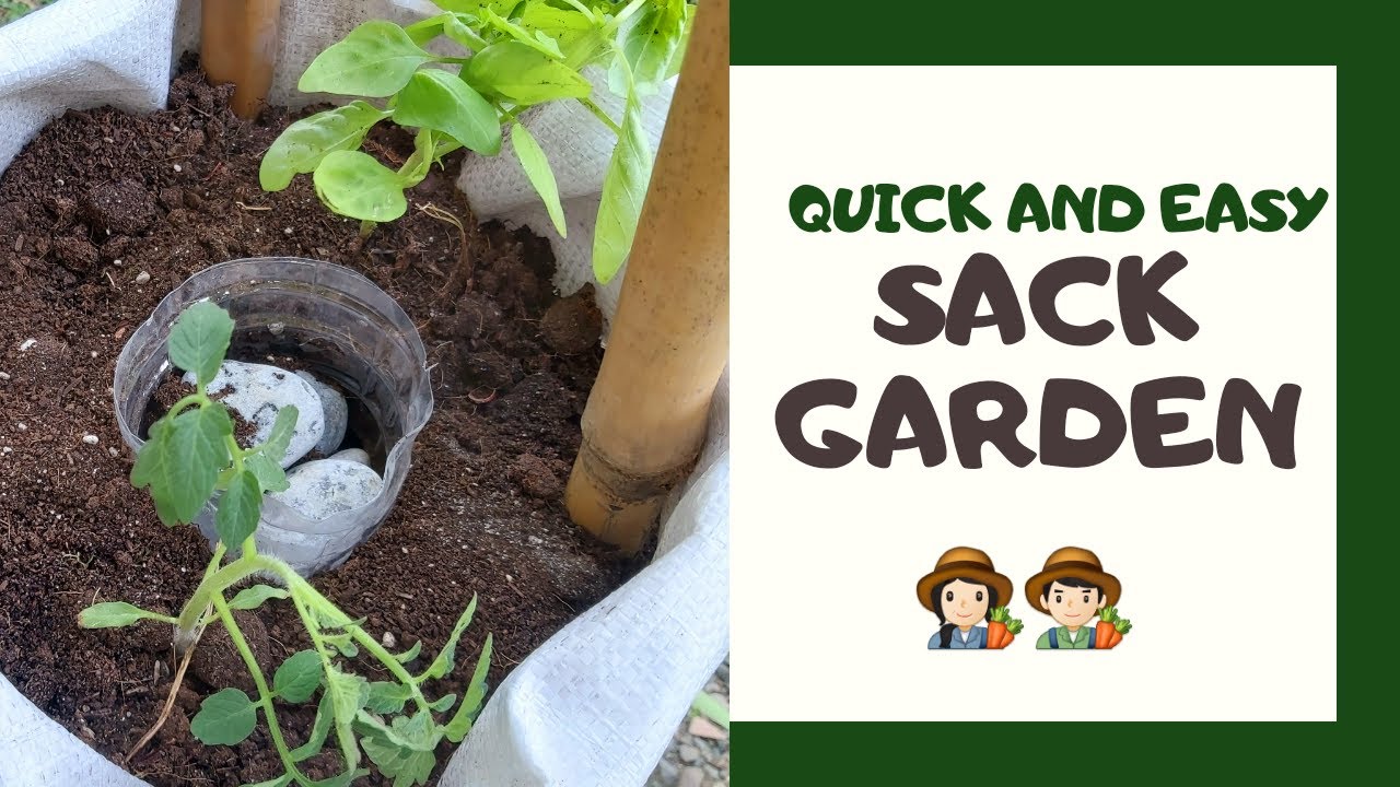 HOW TO MAKE A SACK GARDEN? | Plokey TV - YouTube