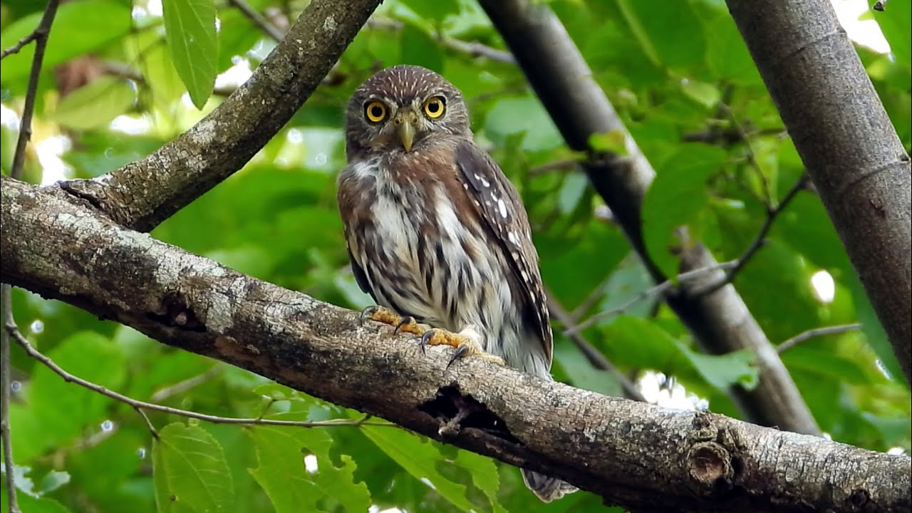 Ferruginous Pygmy Owl Calling - YouTube