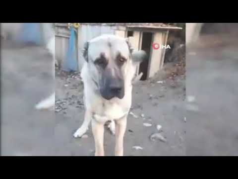 Konuşan Köpek Bir Anda Gündem Oldu! \