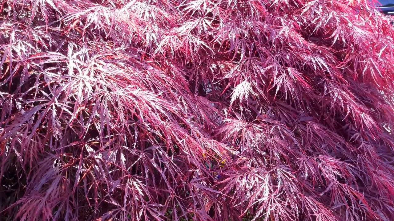 Red Laceleaf Japanese Maple / Acer palmatum dissectum 'Ornatum' - YouTube