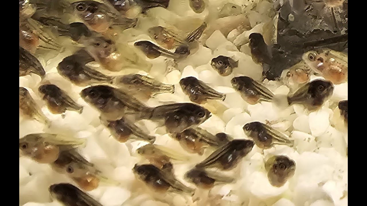 Skalary Angel fish ikra narybek pierwszy miesiąc życia:) - YouTube