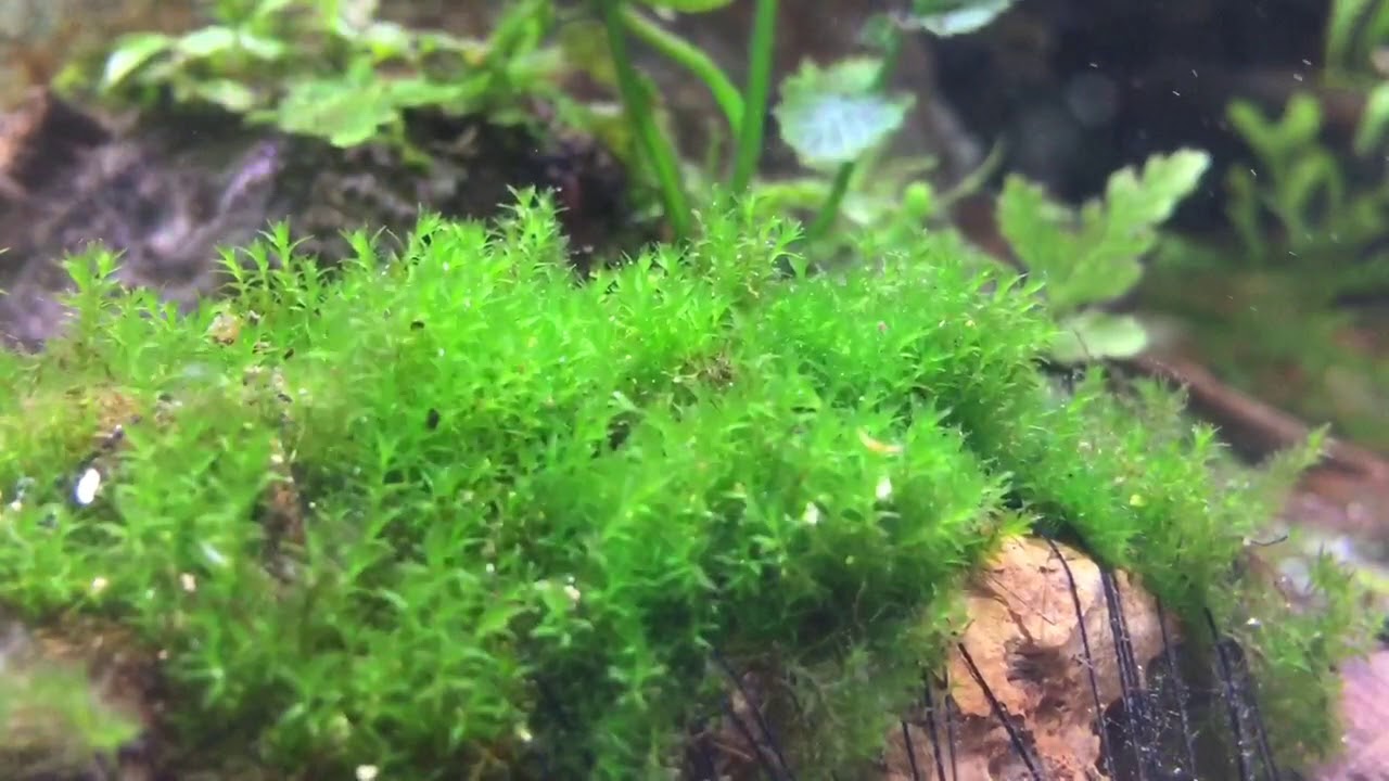 Star moss in 27 secs - YouTube