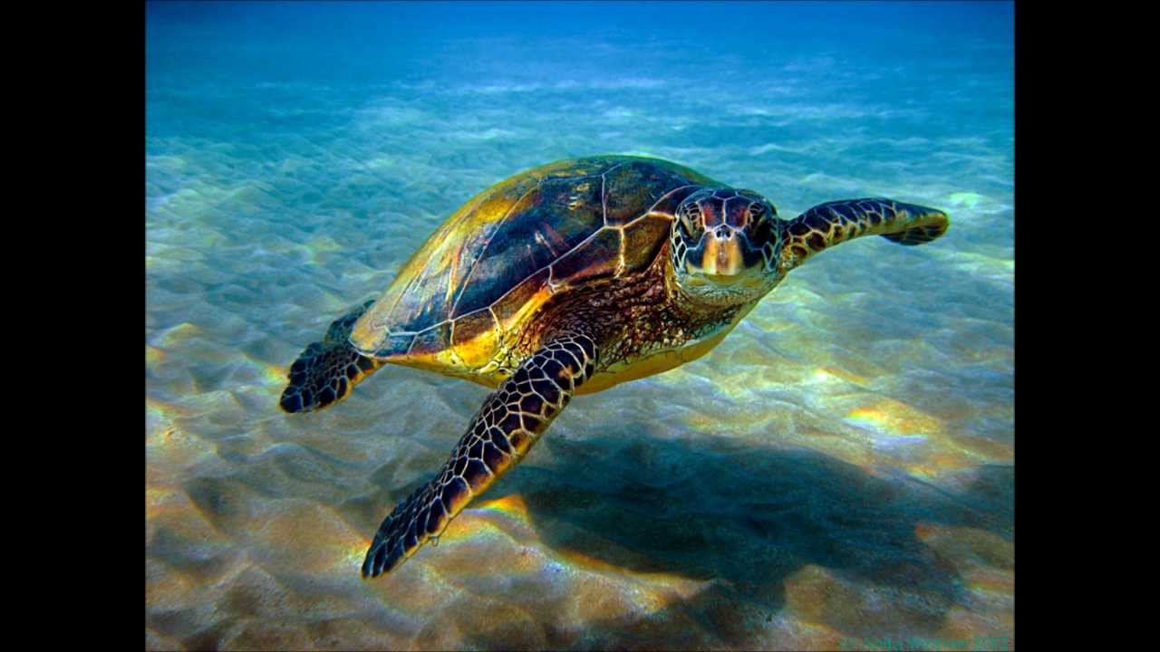 turtle conservation podcast final - YouTube
