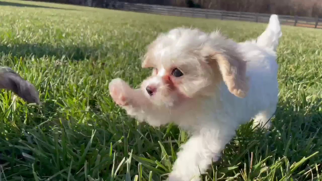 Roly-Poly Shih-poo and Cavapoo Puppies Playing - YouTube
