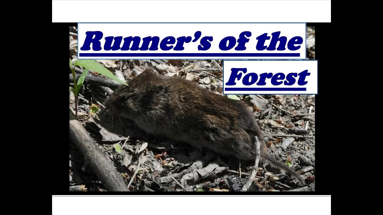 Creature.tv Runners of the Forest: Northern Pocket Gopher - YouTube