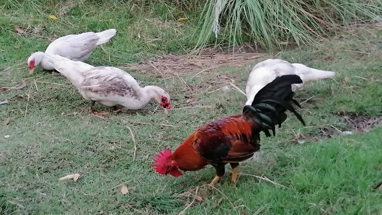 Aggressive Rooster Mating our Ducks!😱 🐓🦆- Feeding my Backyard Animals ...