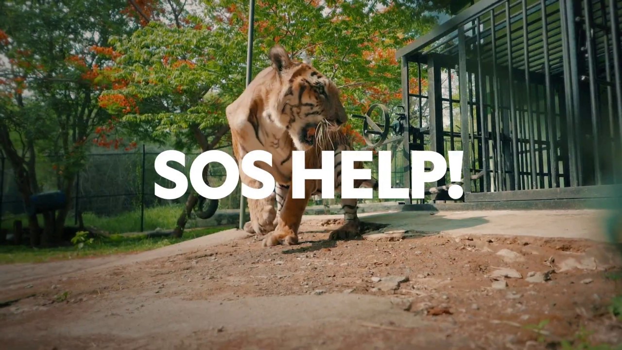 Jungle Animal Rescue - USA Premiere April 18, 2020 - YouTube