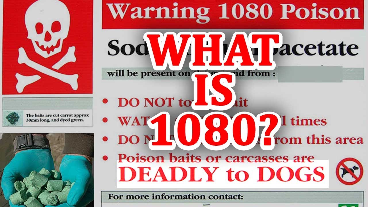 What Is 1080 Poison YouTube What Is 1080 Poison YouTube