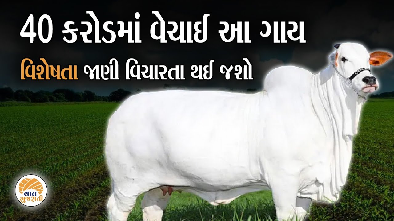 દુનિયાની સૌથી મોંઘી ગાય પાંચ હજાર તોલા સોનાની કિંમતે વેચાઈ | Most ...