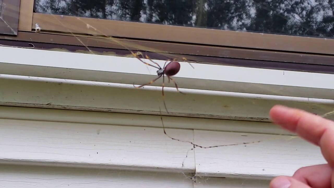 Spider test video - YouTube