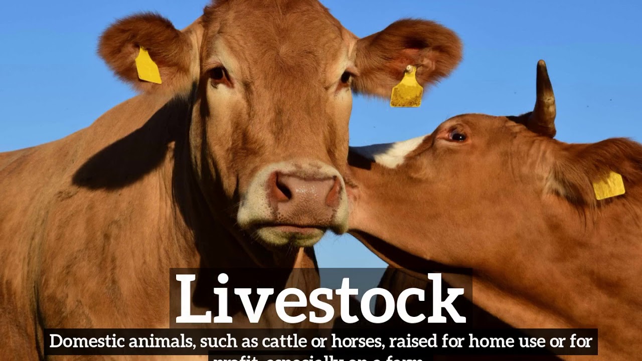 What Is Livestock How Does Livestock Look How To Say Livestock In