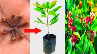 How to grow Clove Plants at home | Long ka podha Kaise ugaye | লং বা লবঙ্গ গাছের চারা তৈরি