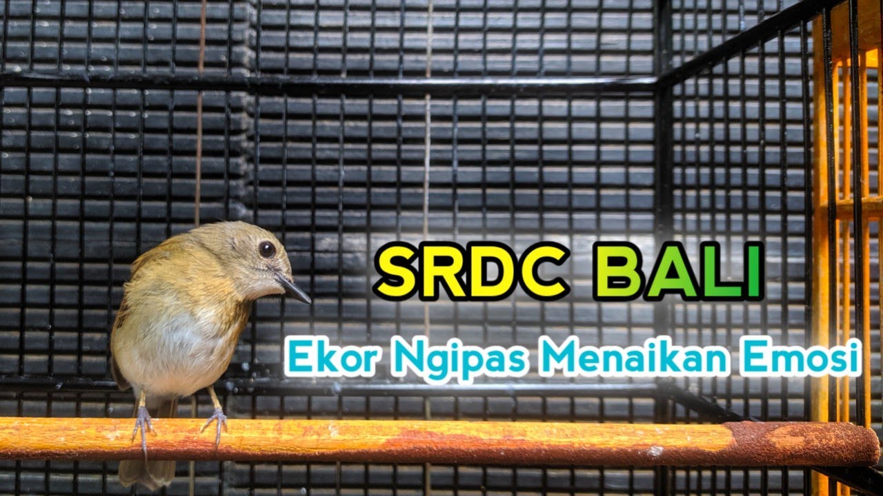 SRDC ORI BALI EKOR NGIPAS MENAIKAN EMOSI - YouTube